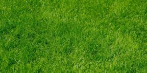 Comment lutter contre les trous d'hérisson dans vos pelouses